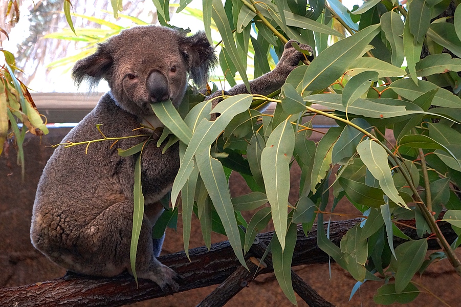 9 animals you must see when visiting Tropical North Queensland - News ...